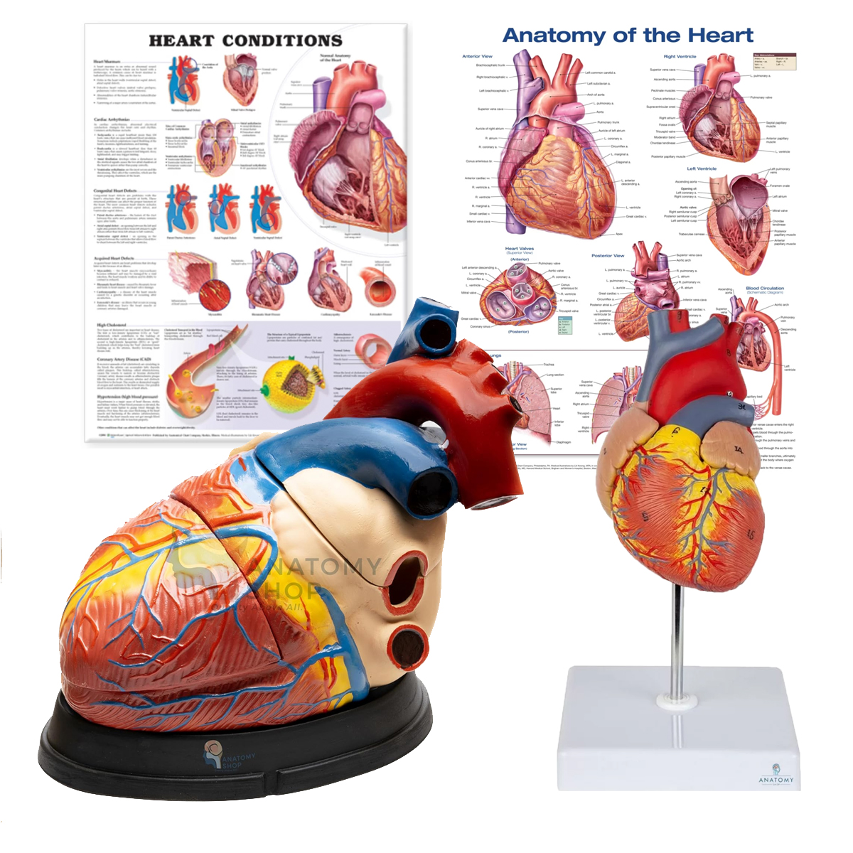 Heart Anatomy Bundle - Myaskro